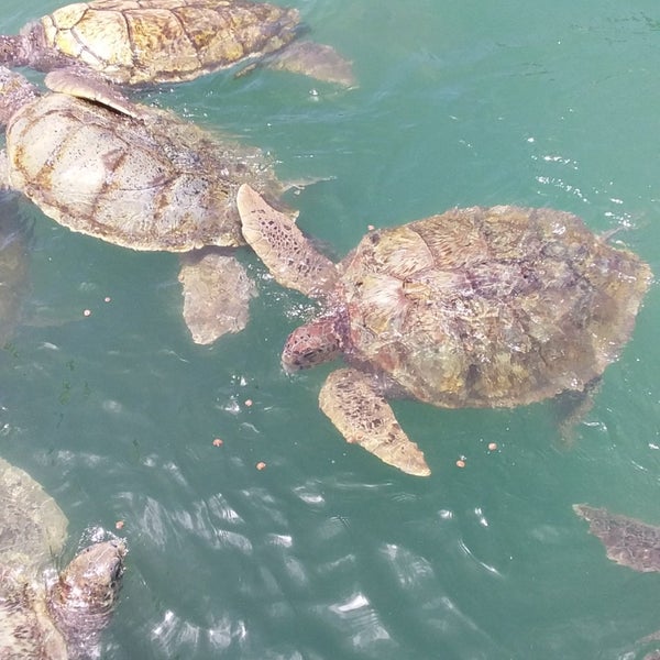 Cayman Turtle Farm - Farm