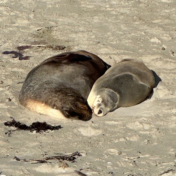Seal Bay Conservation Park - Seal Bay, SA
