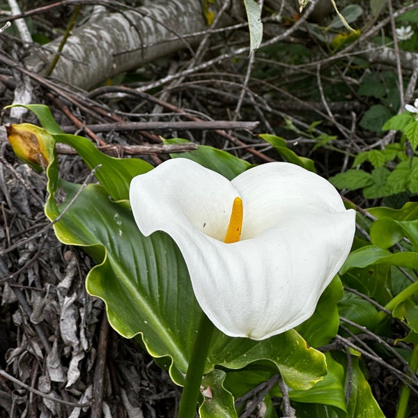 Lake Merced Run Loop - Lakeshore - 11 tips from 566 visitors