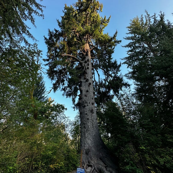 Worlds Biggest Spruce Tree - Lake Quinalt, WA