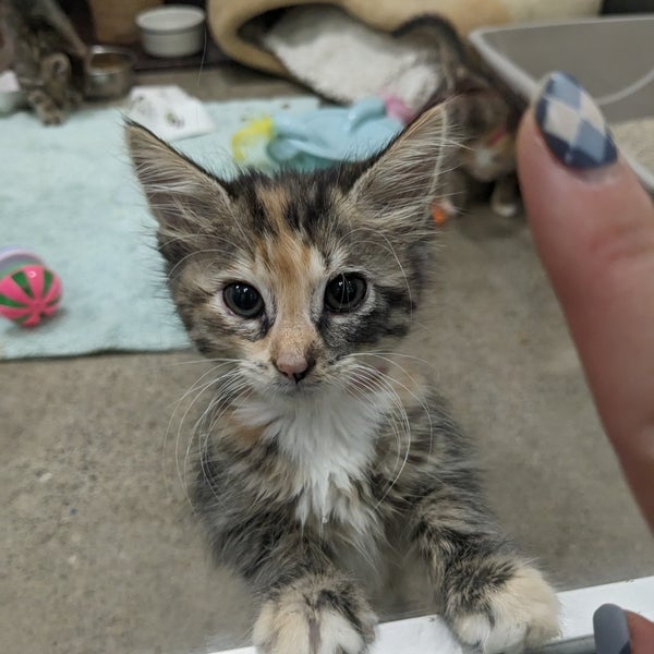 San Francisco SPCA - Mission District - 201 Alabama St