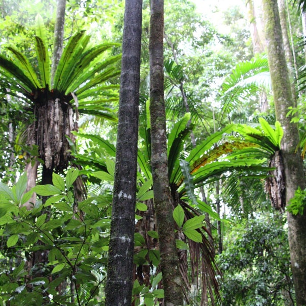 Eungella National Park - 2 tips from 61 visitors