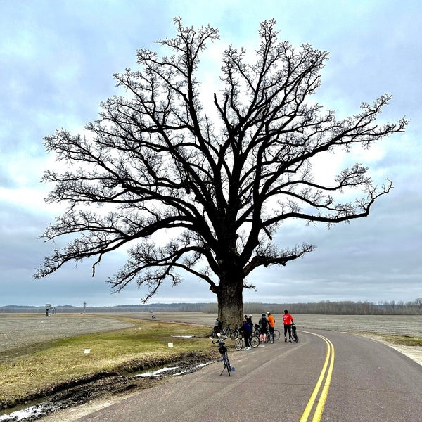 Big Tree Columbia Missouri