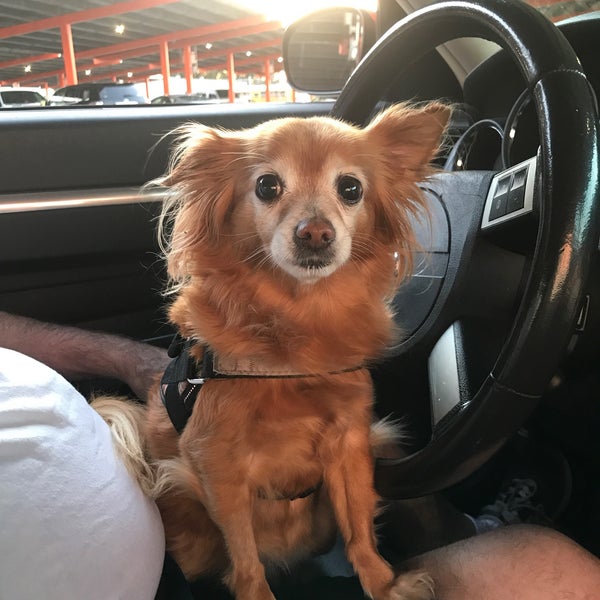 Chaffey High School - High School