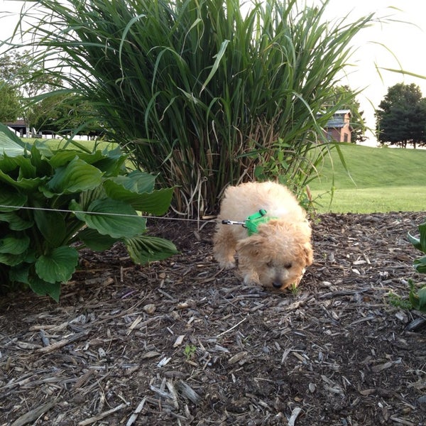 Photos at Adams-Ricci Park - Enola, PA