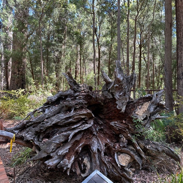 Valley Of The Giants Tree Top Walk - Bridge