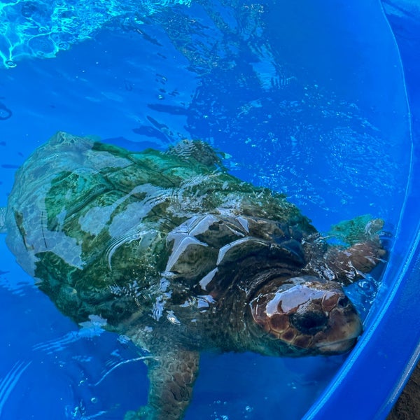 Projeto Tamar - Florianópolis, SC