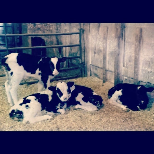 Manning's Farm Dairy - Ice Cream Parlor