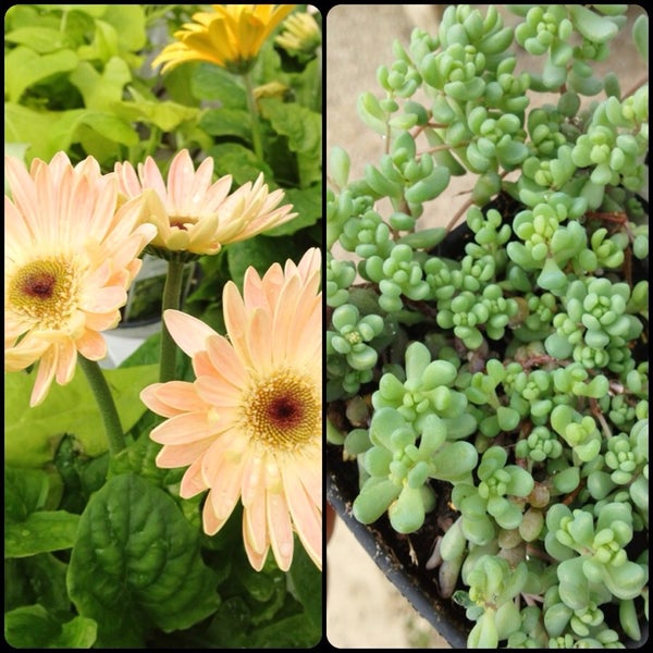 Kelly Anne Growers - Flower Store in North Ridgeville