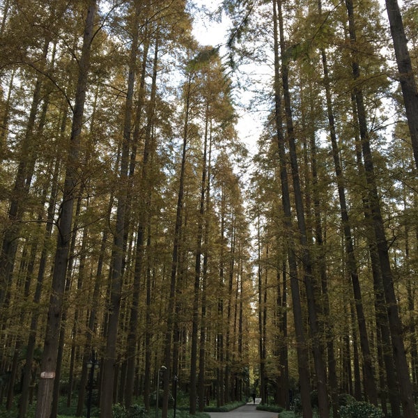Dongping National Forest Park (东平国家森林公园) - Park in Chongming