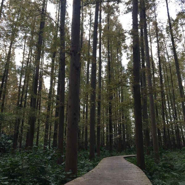 Dongping National Forest Park (东平国家森林公园) - Park in Chongming
