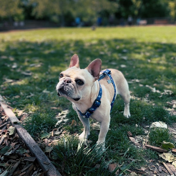 Hap Magee Dog Park - Danville, CA