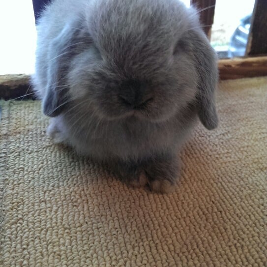 Ericsson Pet Farm - Animal Shelter