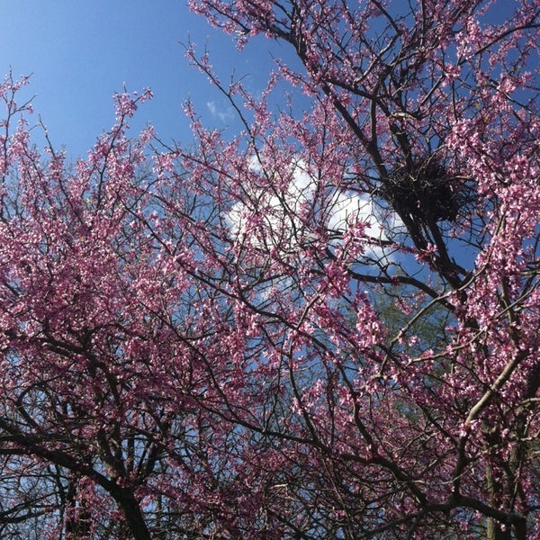 Chartwell Park - Peoria, IL