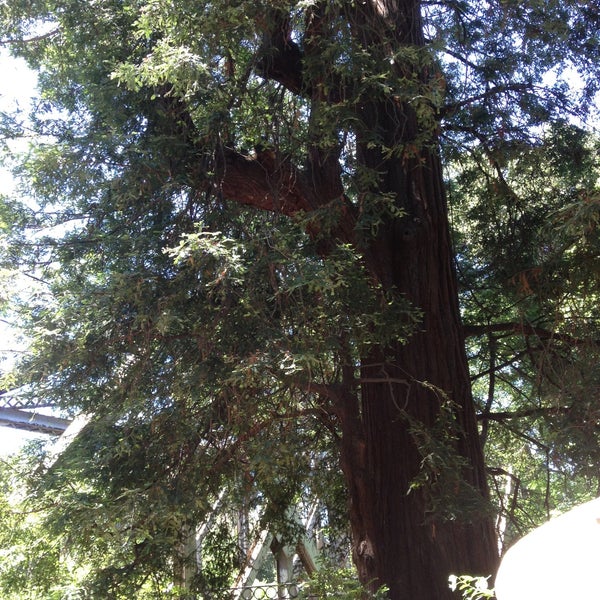 El Palo Alto Redwood Tree - 2 tips from 152 visitors