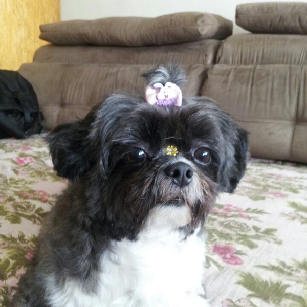 Trilhos Dog's - Pet Supplies Store in Moóca