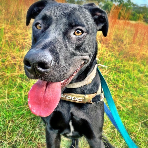 Monika's Doggie Rescue - Bloodwood Rd.