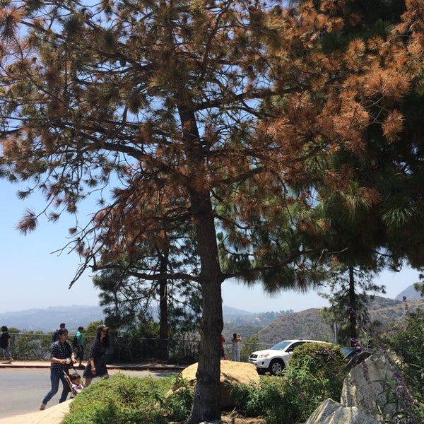 Photos at The George Harrison Tree - 2 tips