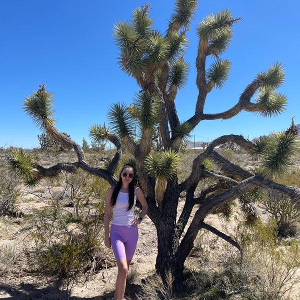 Joshua Tree Forest - Park in Meadview