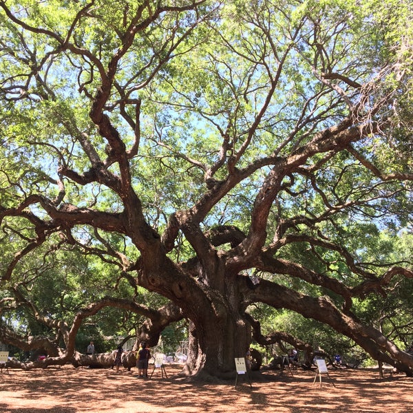 Angel Oak Tree - 57 tips from 4046 visitors