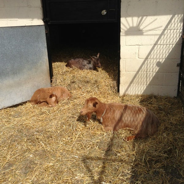 Photos at Freightliners City Farm - Farm in Holloway