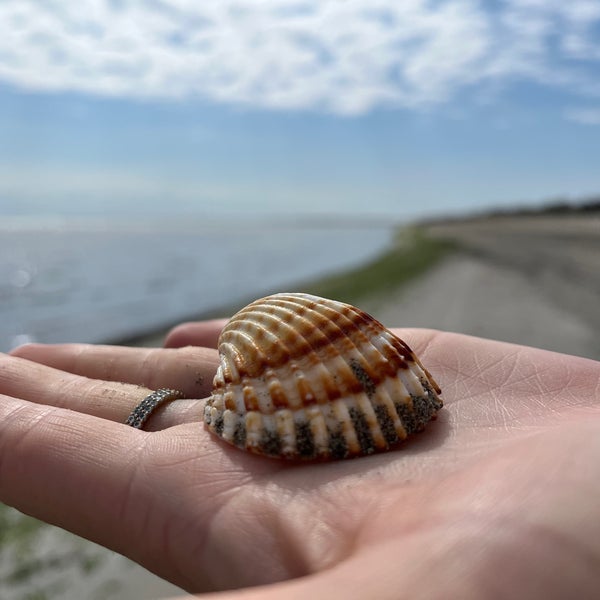 Spiaggia di Albarella - Beach