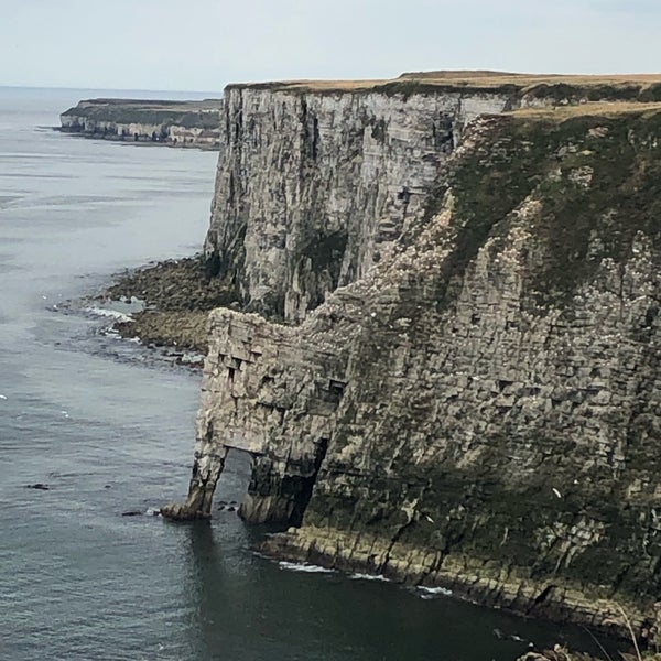 Bempton Cliffs - Bempton, East Yorkshire