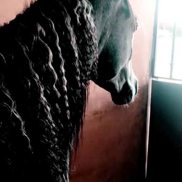 مربط الركيان للخيل العربية الأصيلة - مصدة - Ad Dawadimi, منطقة الرياض‎
