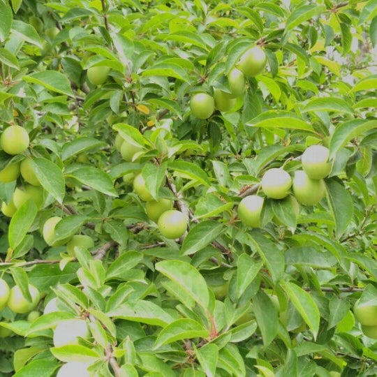Kalibre Boru Fabrikasi Yonetim Binasi - Factory in Kocaeli
