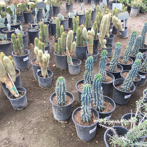 Moon Valley Nursery Chino