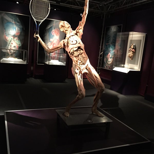 The Human Body Exhibition (Now Closed) - Art Museum