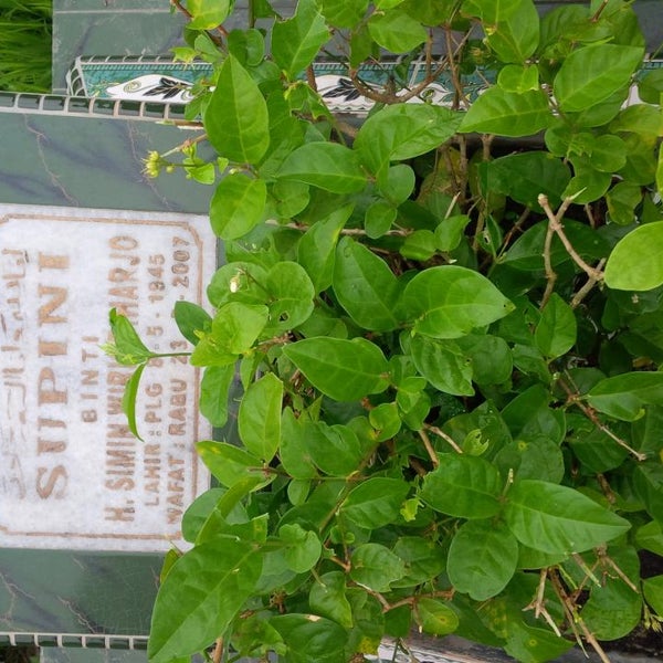 Taman makam Kebun bunga - Palembang, Sumatera Selatan