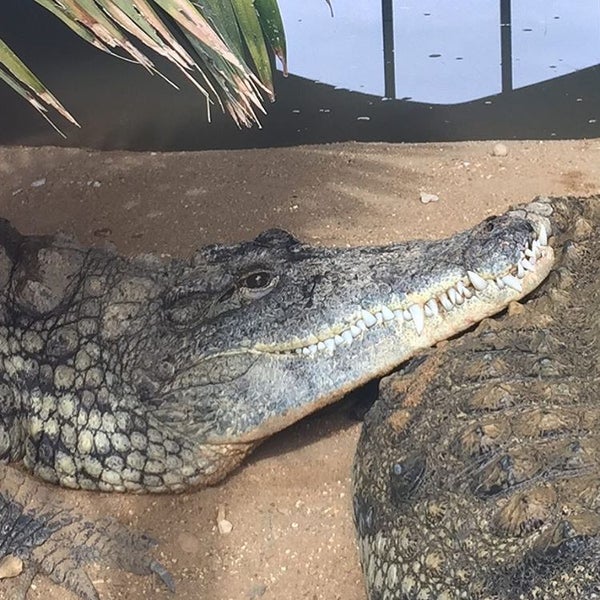 Johnson's Crocodile Farm & Shop - Church Farm