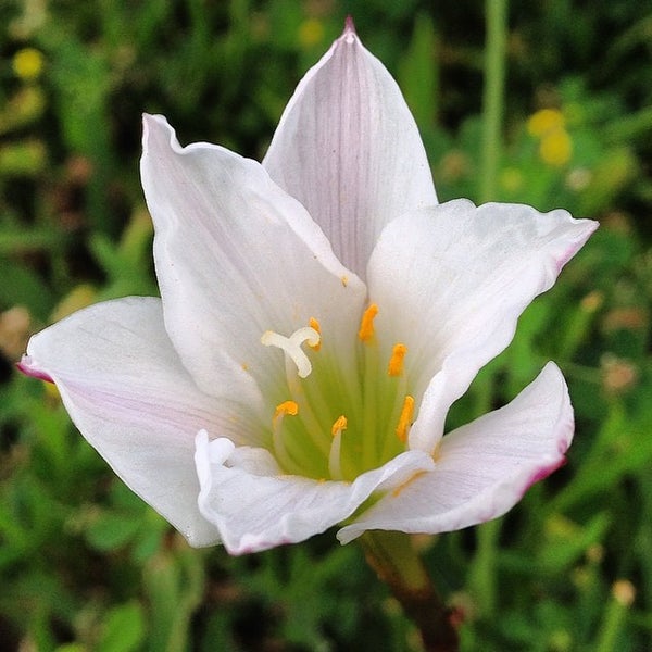 Disney IT Support Center - Office in Celebration