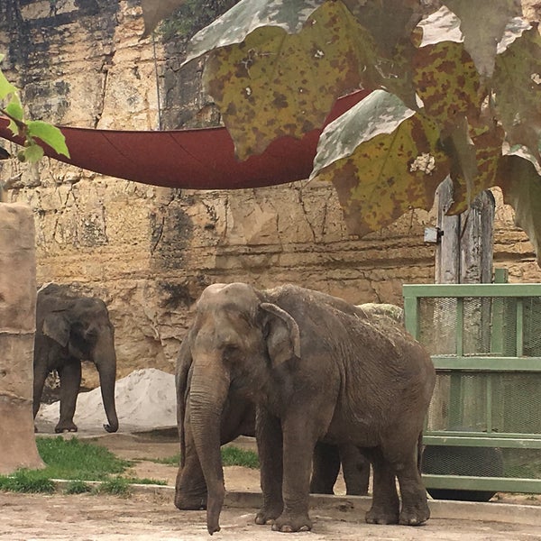 Elephant Exhibit - Zoo Exhibit in Uptown Broadway