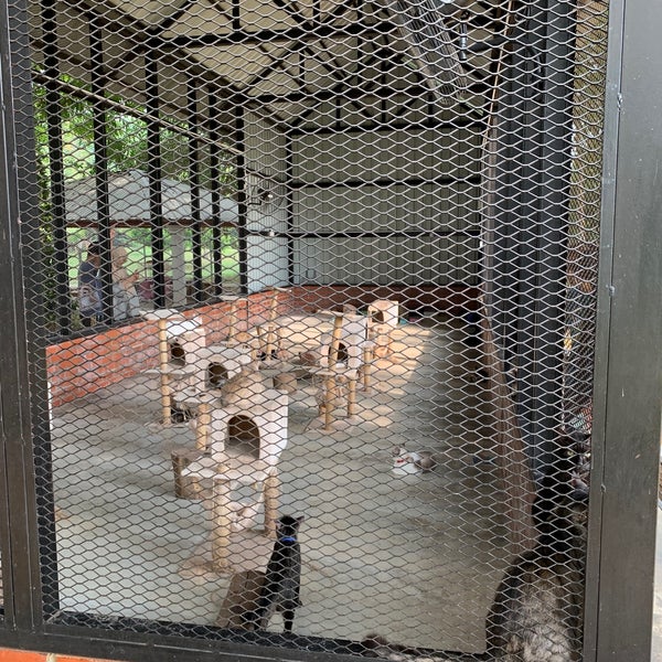 Taman Kucing Taman Tasik Cyberjaya - Cyberjaya, Selangor
