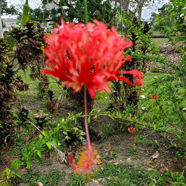 Photos at Palmiste Park - Park in Palmiste