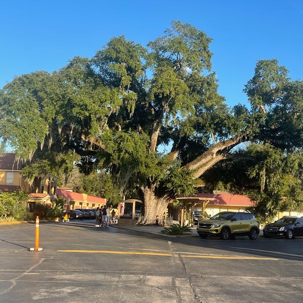 Photos at The Old Senator Tree - Tree