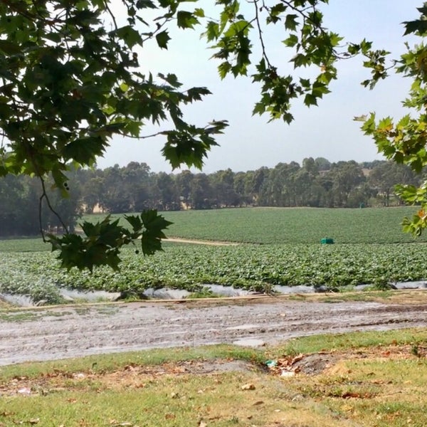 Coldstream Hills Winery - Vineyard