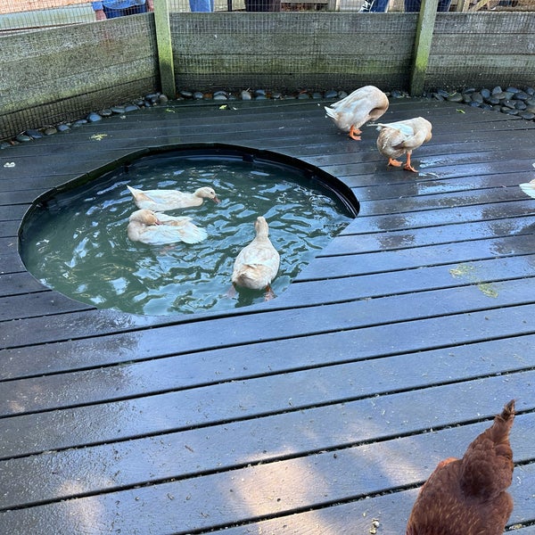 The Little Farm - Farm in Berkeley