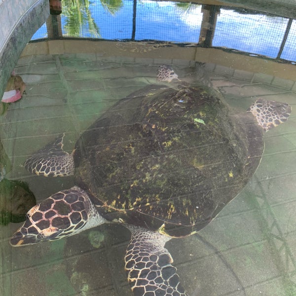 Pawikan Conservation Center - Morong, Bataan