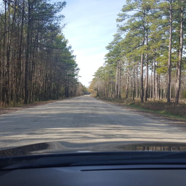 Croatan National Forest - Forest