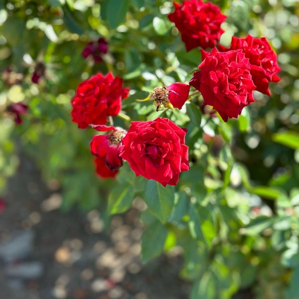 El Rosedal - Garden