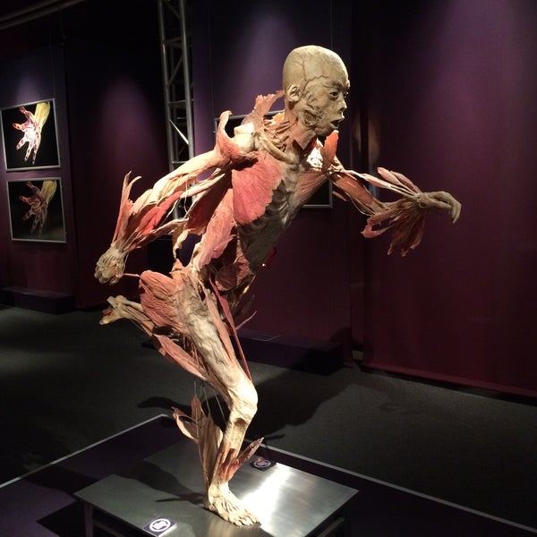 The Human Body Exhibition (Now Closed) - Art Museum