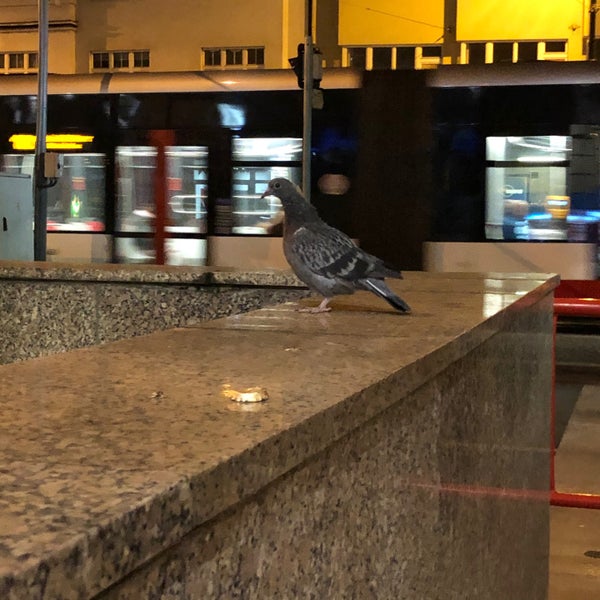 Flora (tram) - Praha 3 - Vinohradská