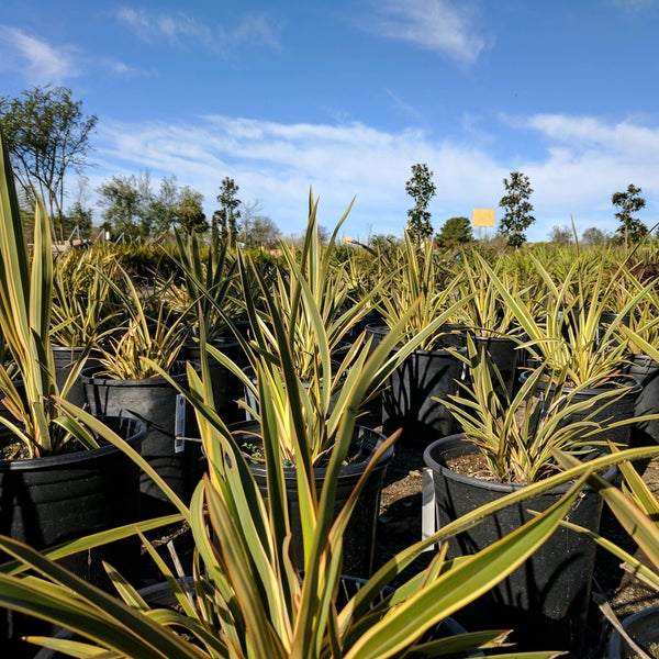 Moon Valley Nurseries - Ivey Ranch - Rancho Del Oro - 3231 Oceanside Blvd