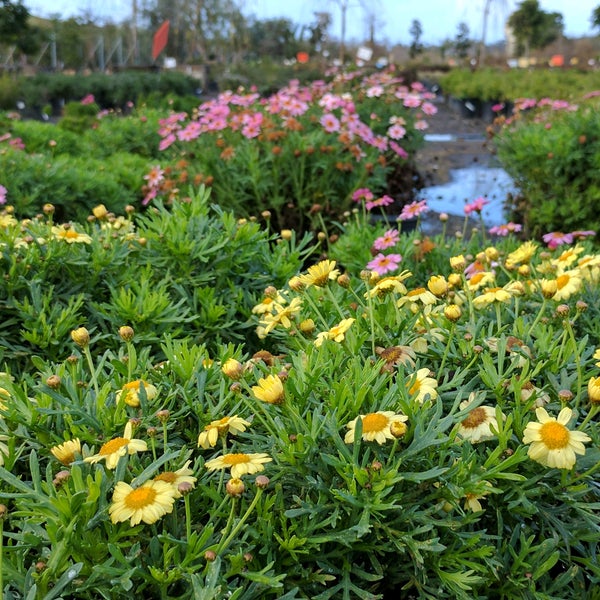 Moon Valley Nurseries - Ivey Ranch - Rancho Del Oro - 3231 Oceanside Blvd