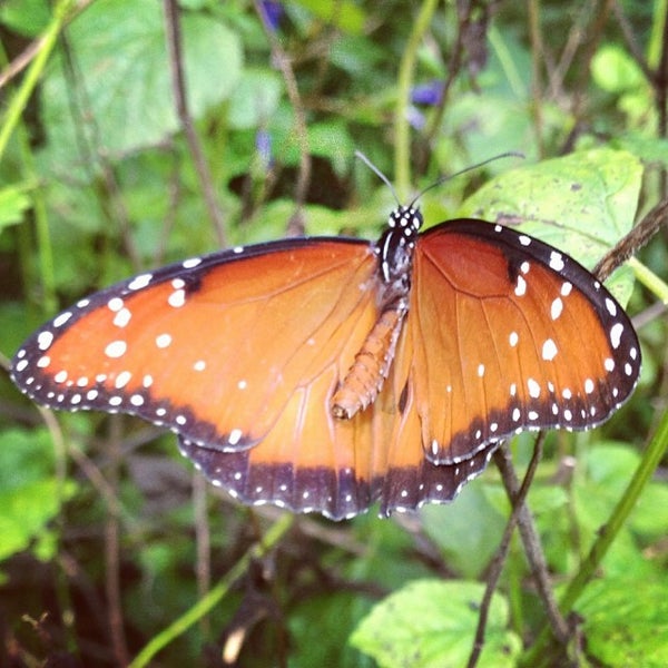 Whispering Wings Butterfly Exhibit - Waccamaw, SC