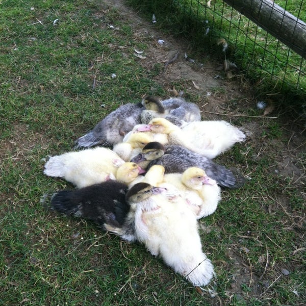 The Friendly Farm - Farm