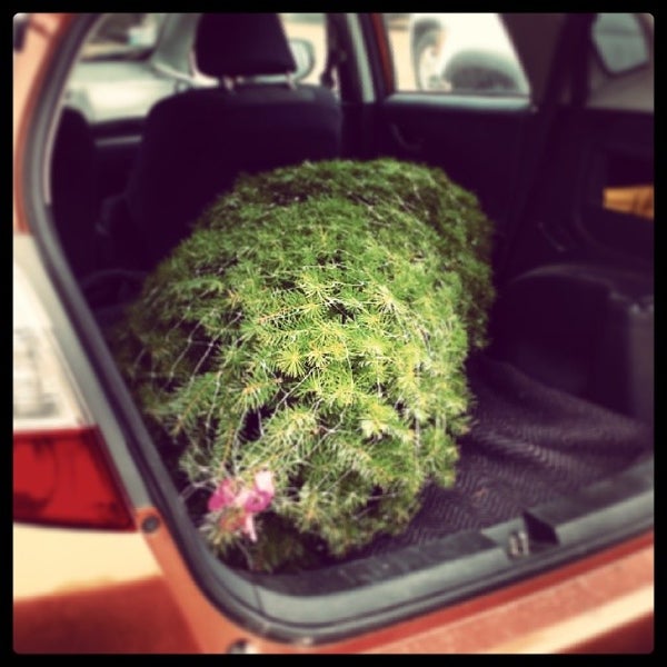 Indian Rock Tree Farm - Camino, CA